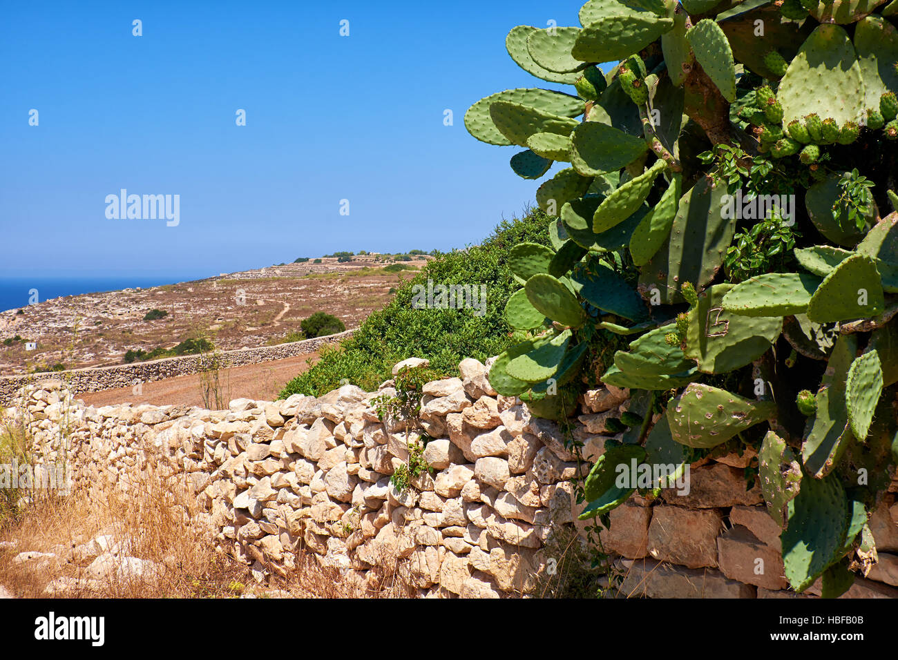 Prickly pear cactus plant malta hi-res stock photography and images - Alamy