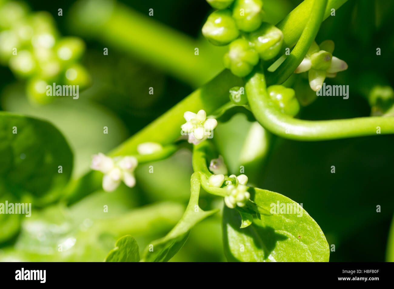 Basella alba hi-res stock photography and images - Alamy