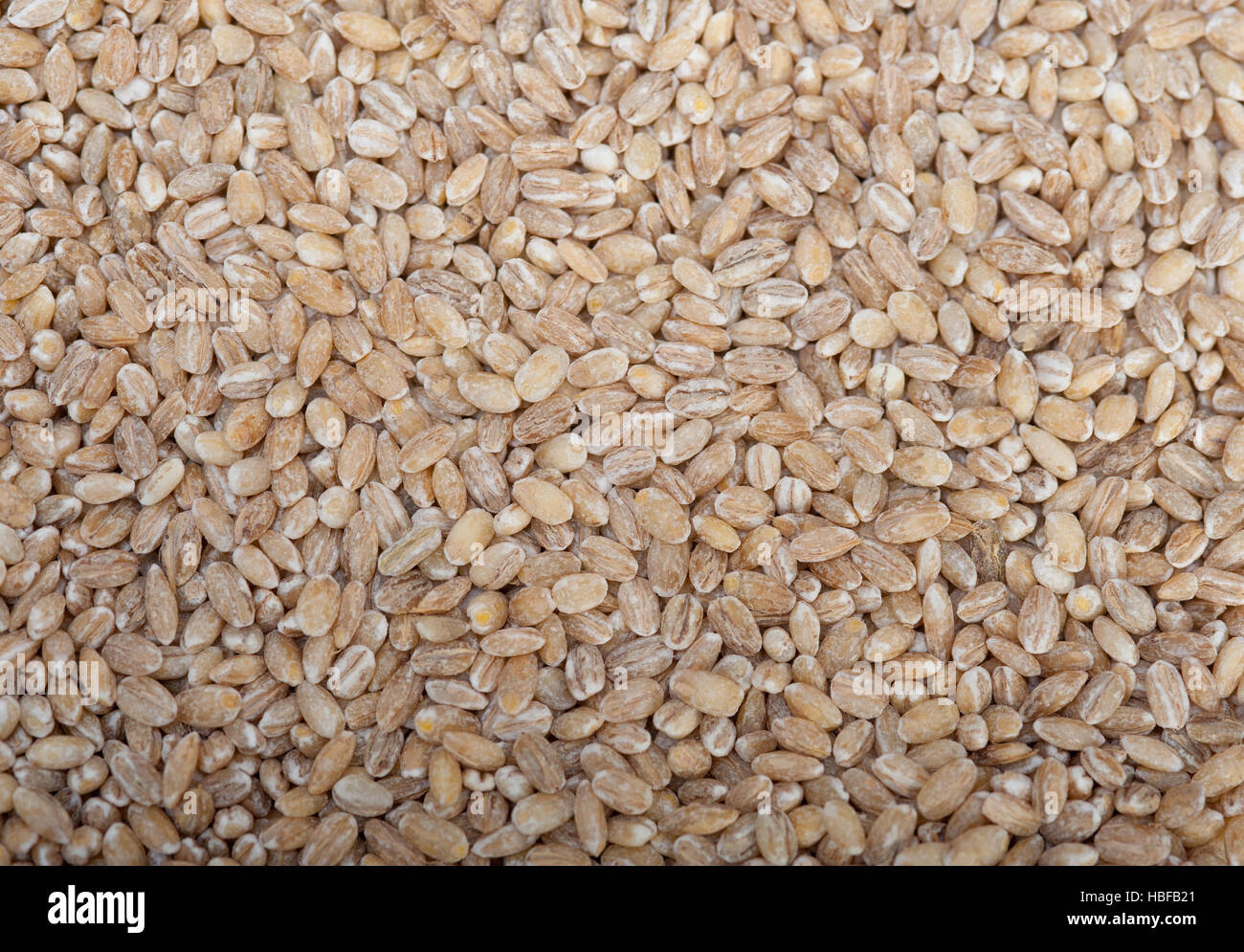 organic barley grains Stock Photo - Alamy
