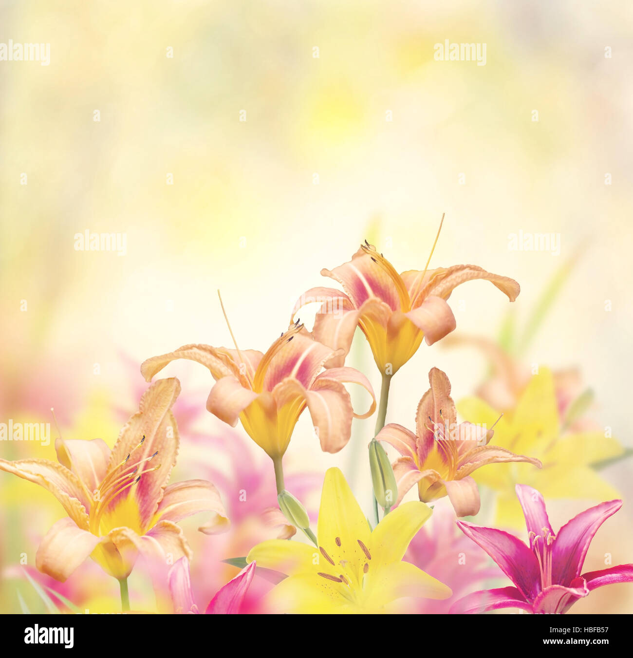 Colorful bright lily flowers hi-res stock photography and images - Alamy