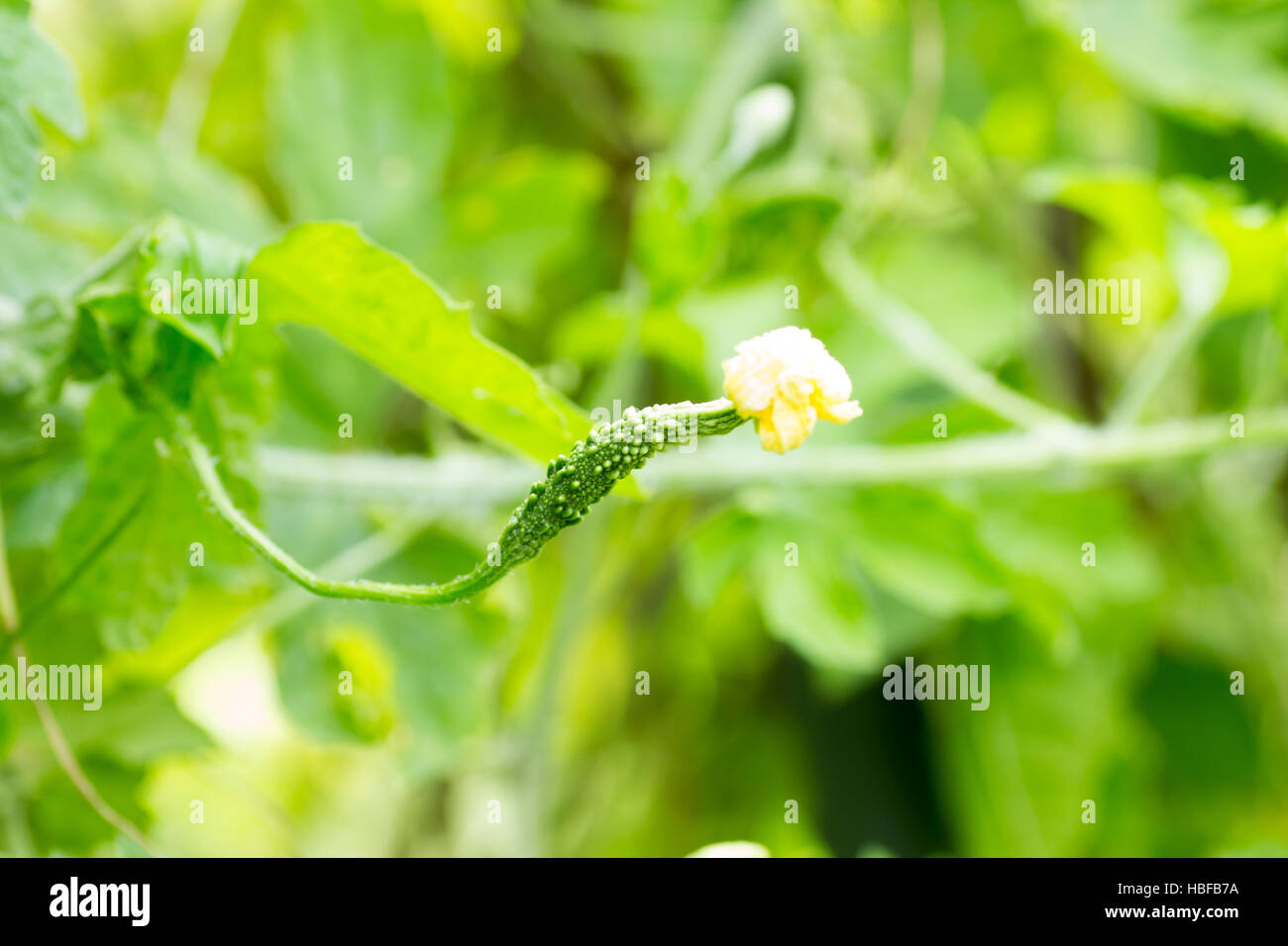 Small bitter melon on farm Stock Photo - Alamy