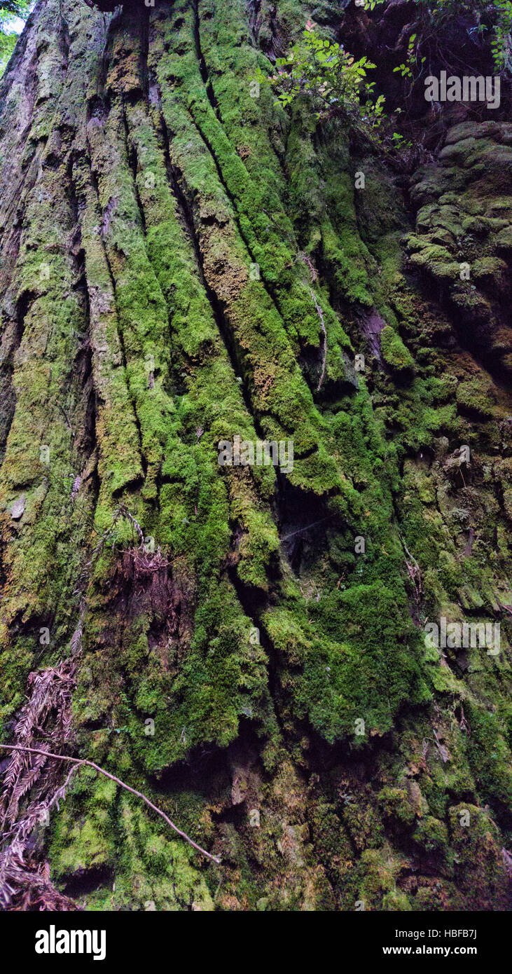 Green moss growing on a giant tree Stock Photo - Alamy