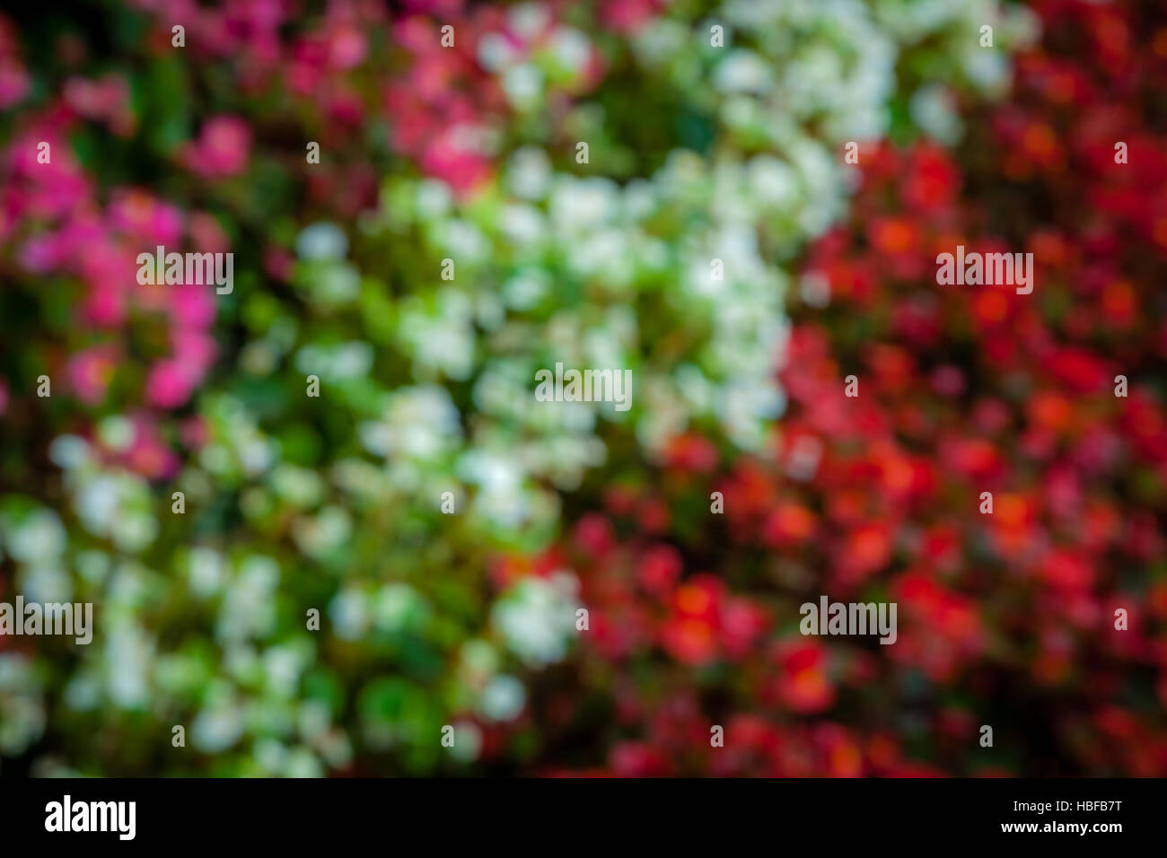 Botanics abstract hi-res stock photography and images - Alamy