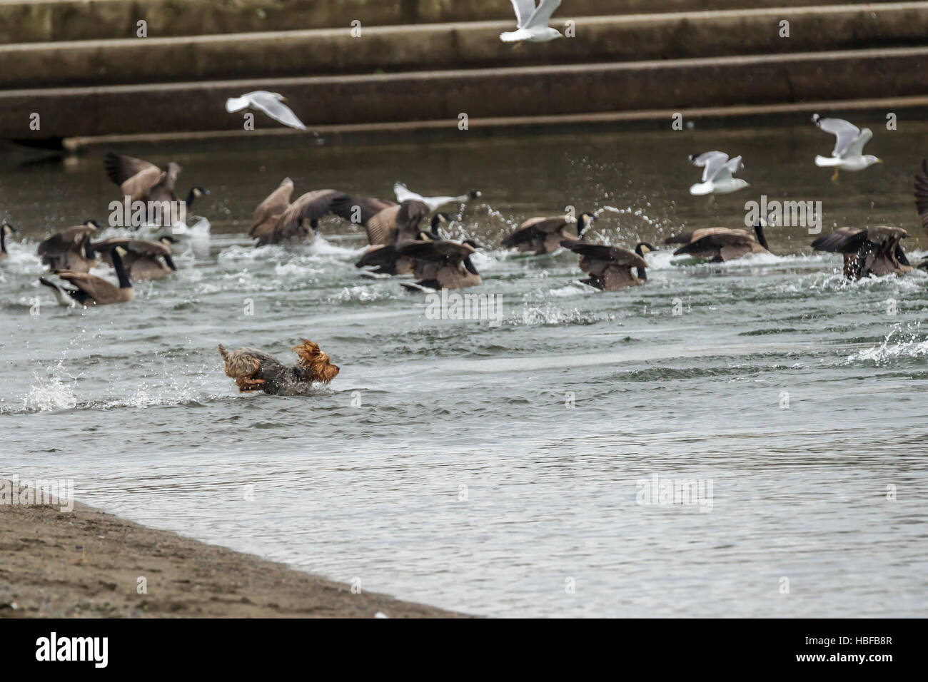 Chase chases chasing hi-res stock photography and images - Alamy
