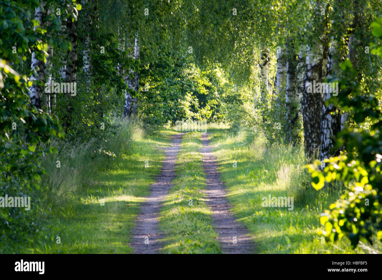 Two traces - Birch allee Stock Photo - Alamy