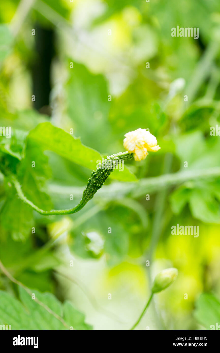 Small bitter melon on farm Stock Photo - Alamy