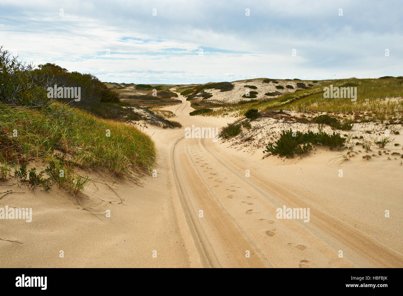 Road in sand dunes at Cape Cod Stock Photo - Alamy