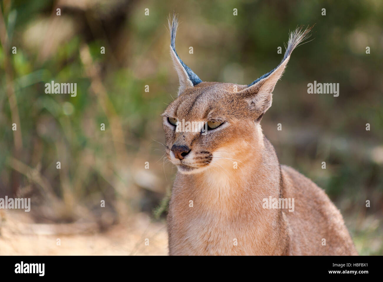 Wild female Caracal portrait in Namibian savannah Stock Photo - Alamy