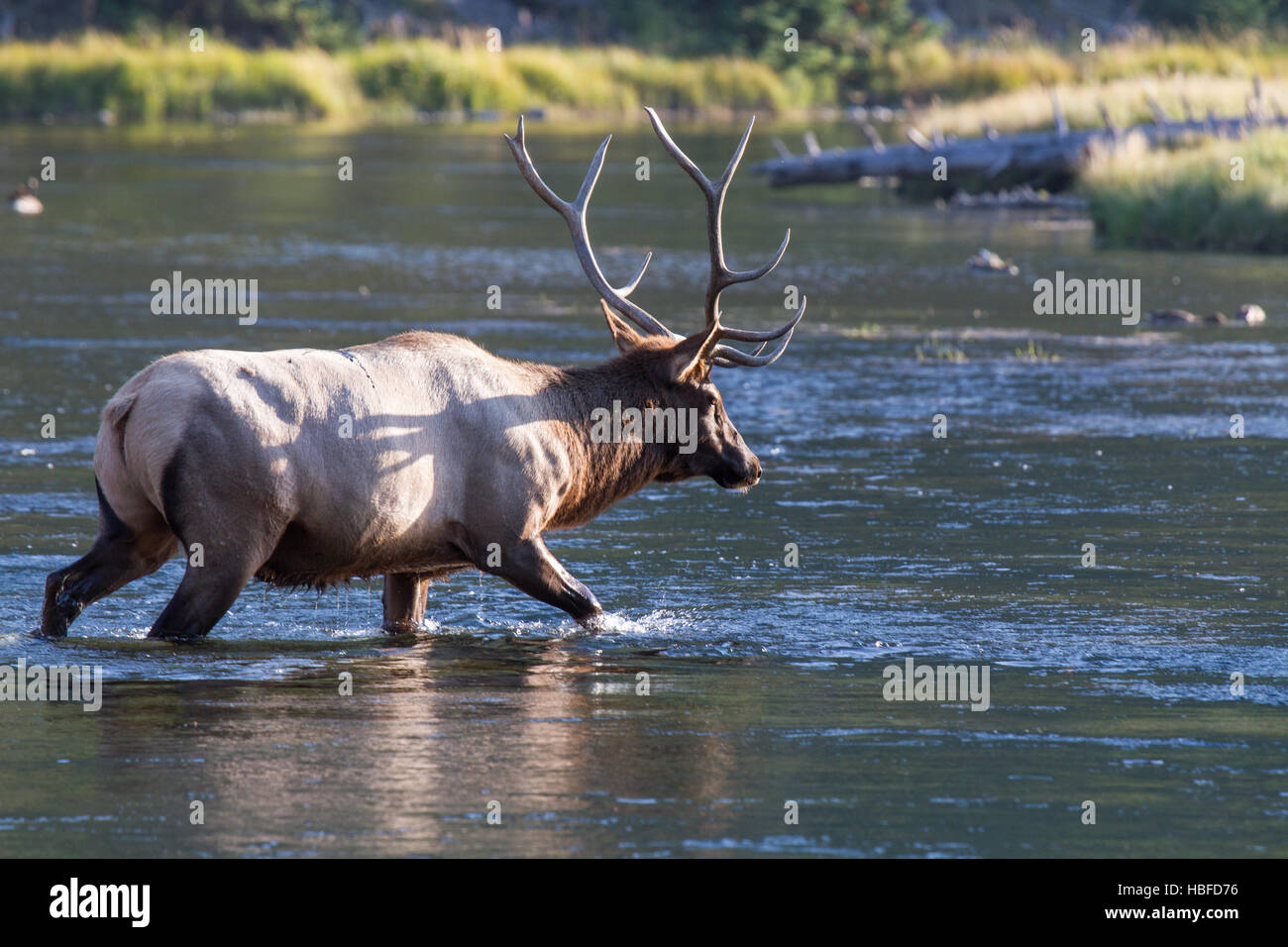 Bull ma hi-res stock photography and images - Alamy