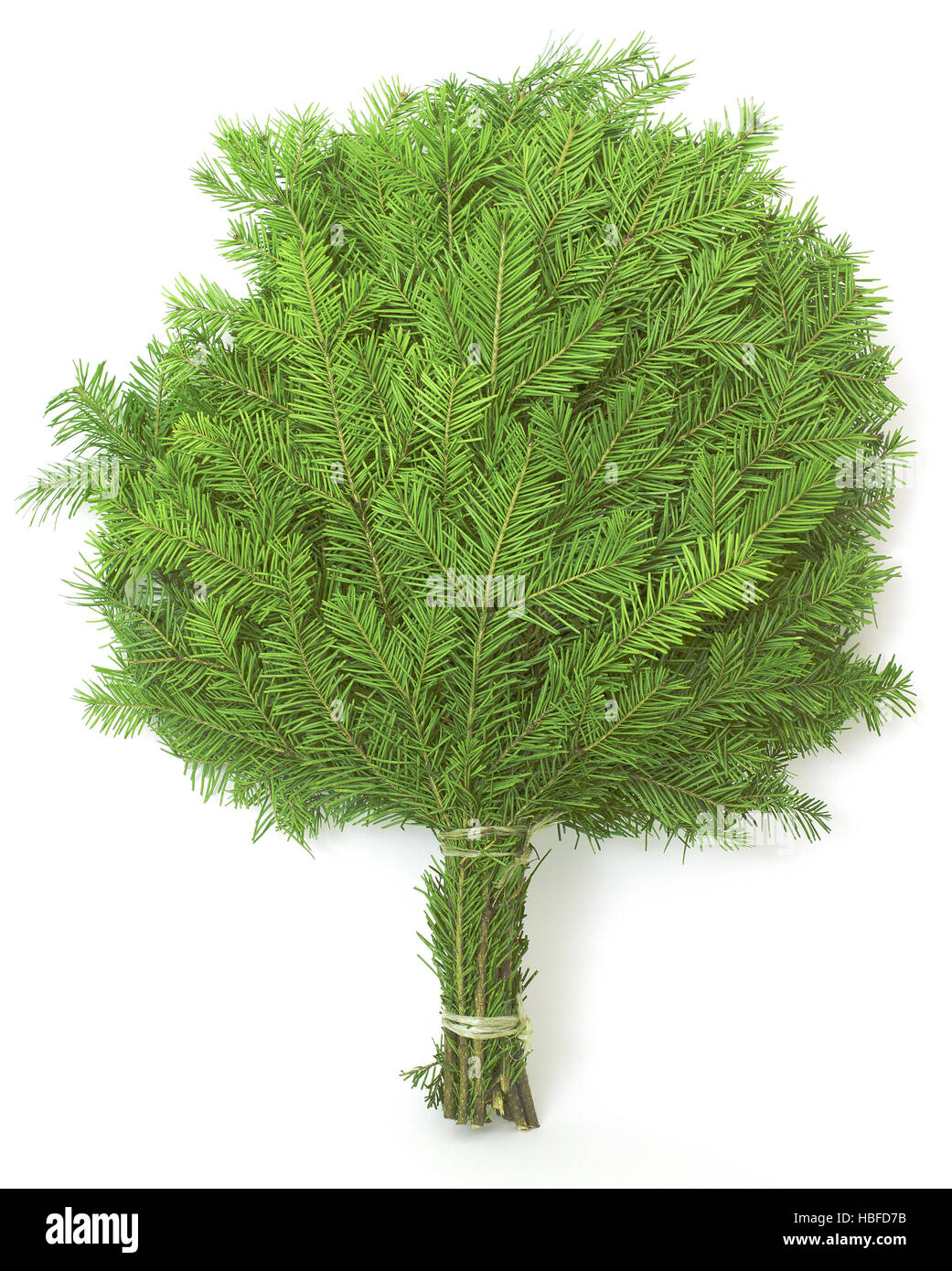 Broom plants Cut Out Stock Images & Pictures - Alamy