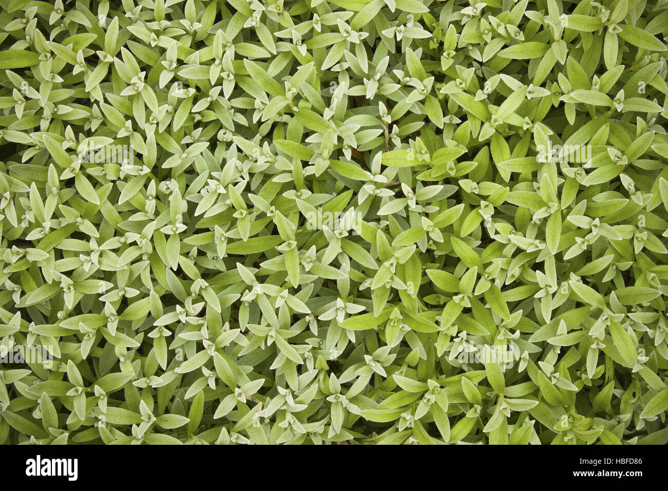 Mouse-ear chickweed (Carastium).Texture Stock Photo - Alamy