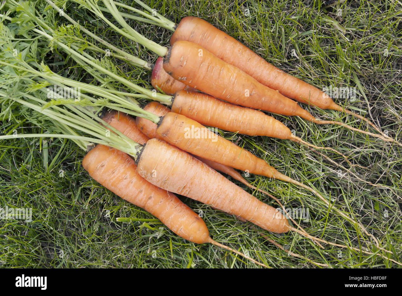 Tops of vegetable hi-res stock photography and images - Alamy