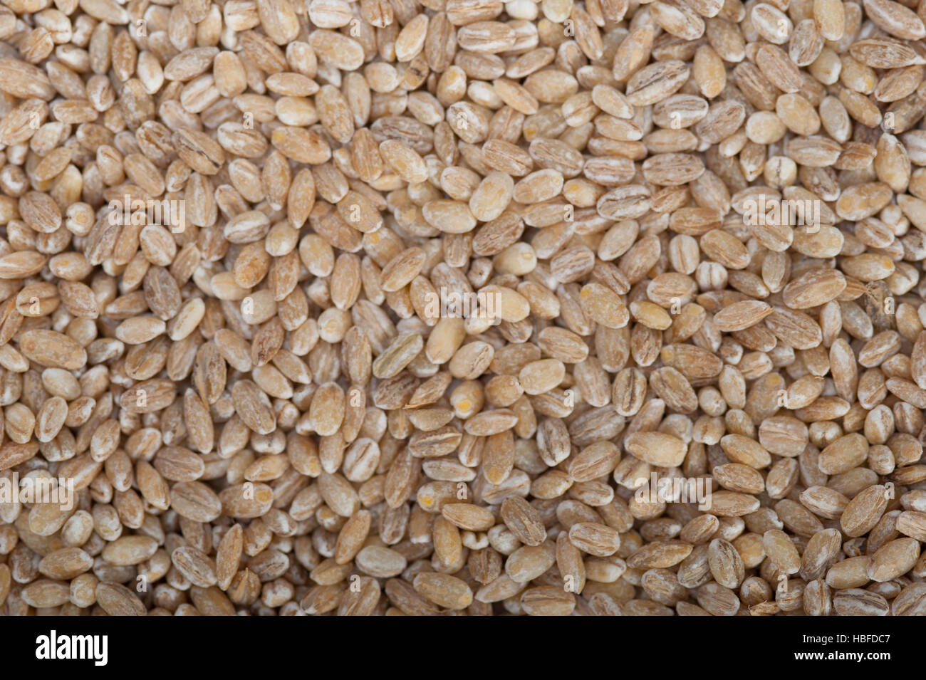 organic barley grains Stock Photo - Alamy