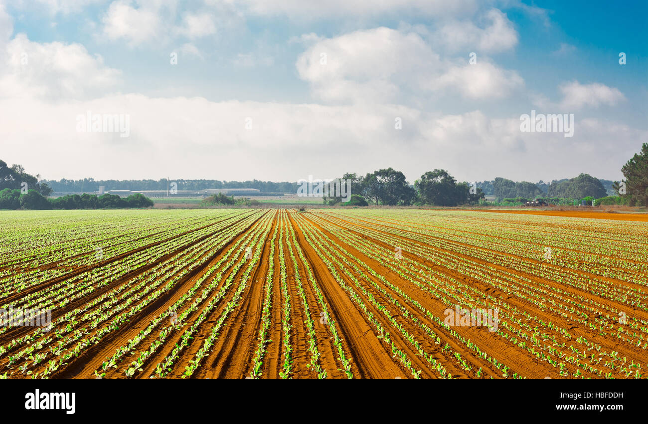 Field Stock Photo - Alamy