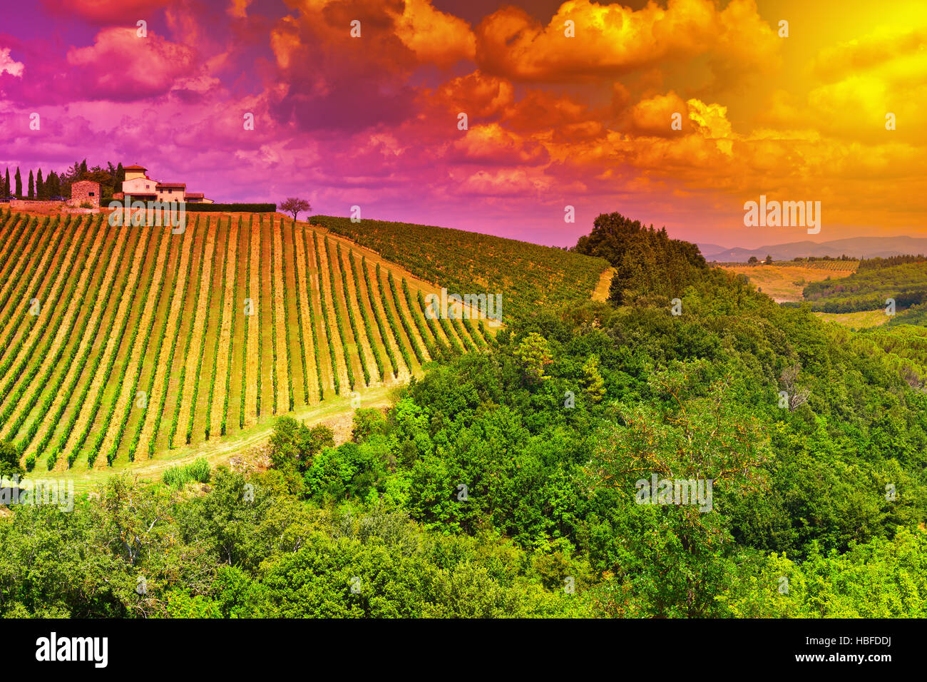 Vineyard at Sunset Stock Photo - Alamy