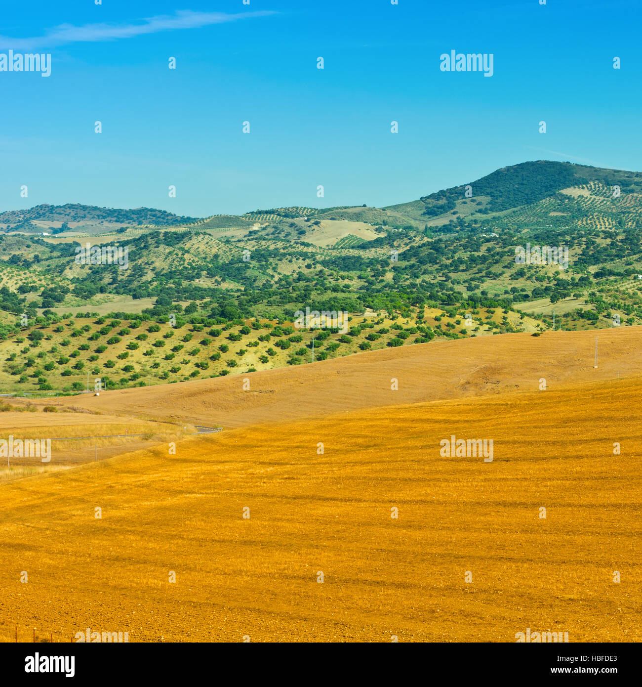 White road olive groves hi-res stock photography and images - Alamy
