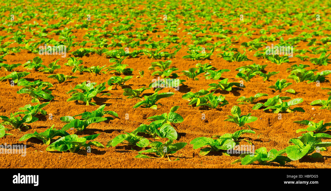 Green tread hi-res stock photography and images - Alamy