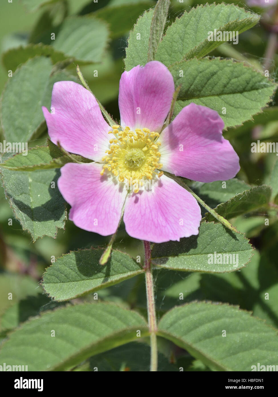 Detail dog rose hi-res stock photography and images - Alamy