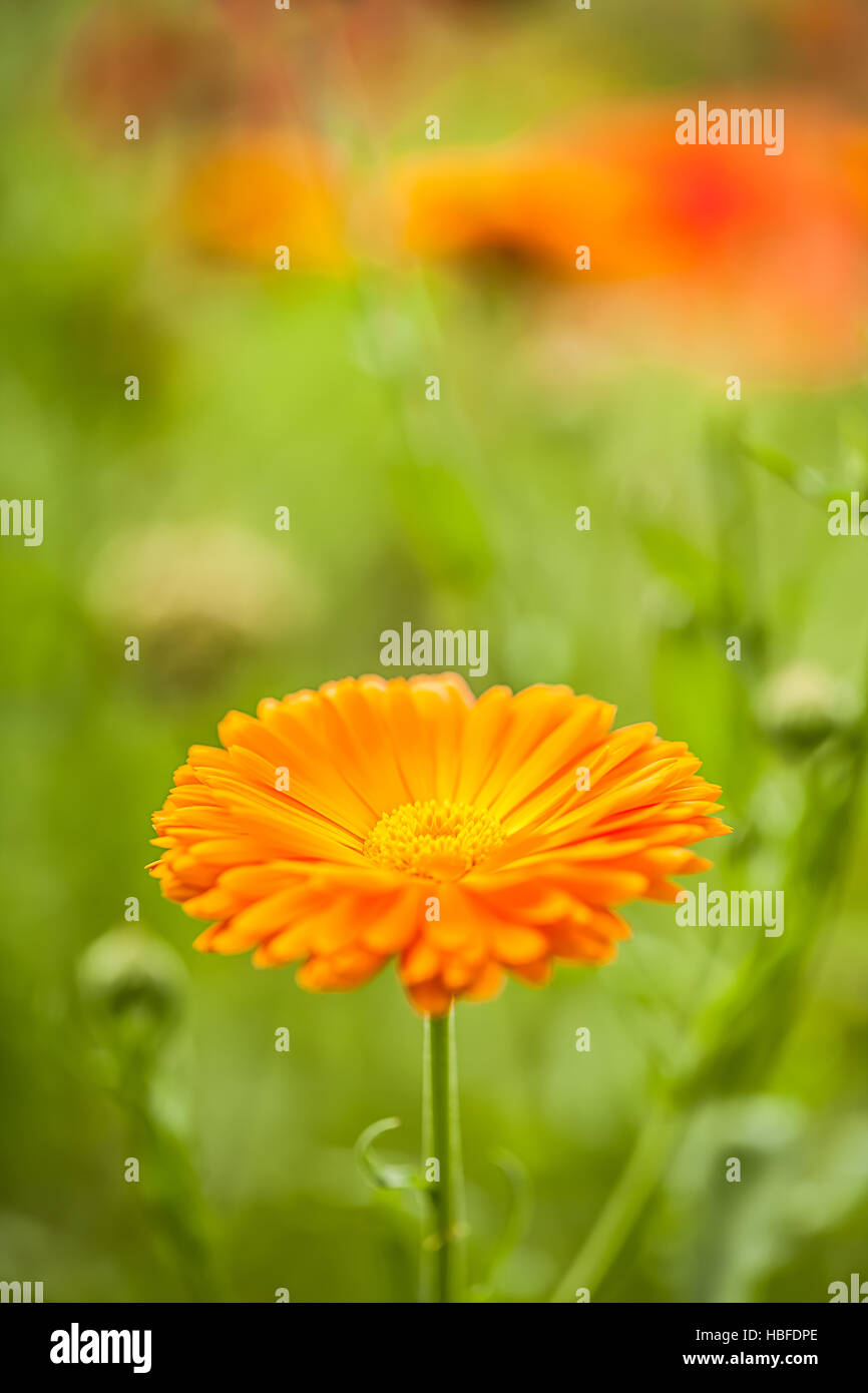 Marigold (Calendula officinalis Stock Photo - Alamy