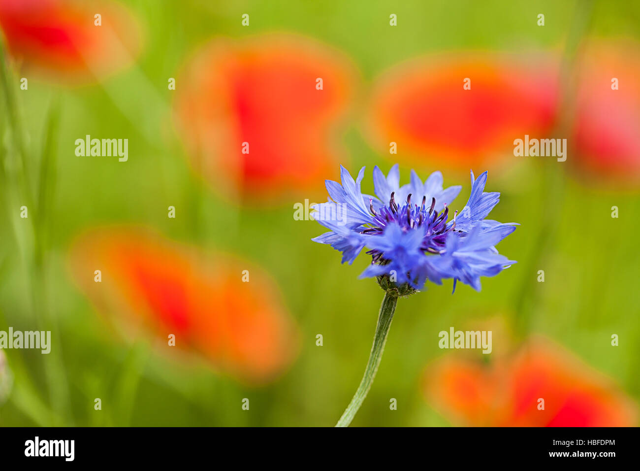 Erythema and inflammation of the skin hi-res stock photography and ...