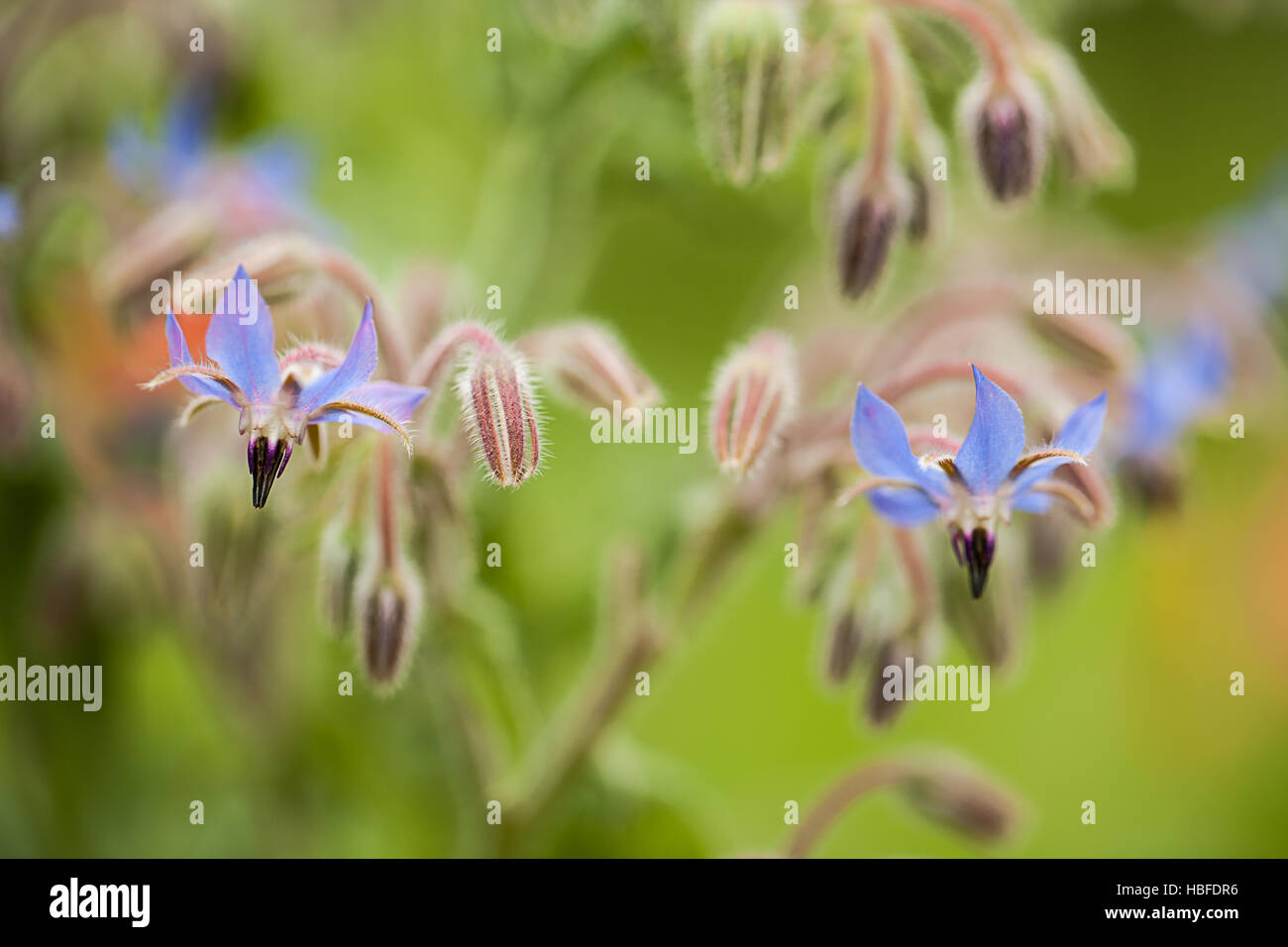 Borage (Borago officinalis Stock Photo - Alamy