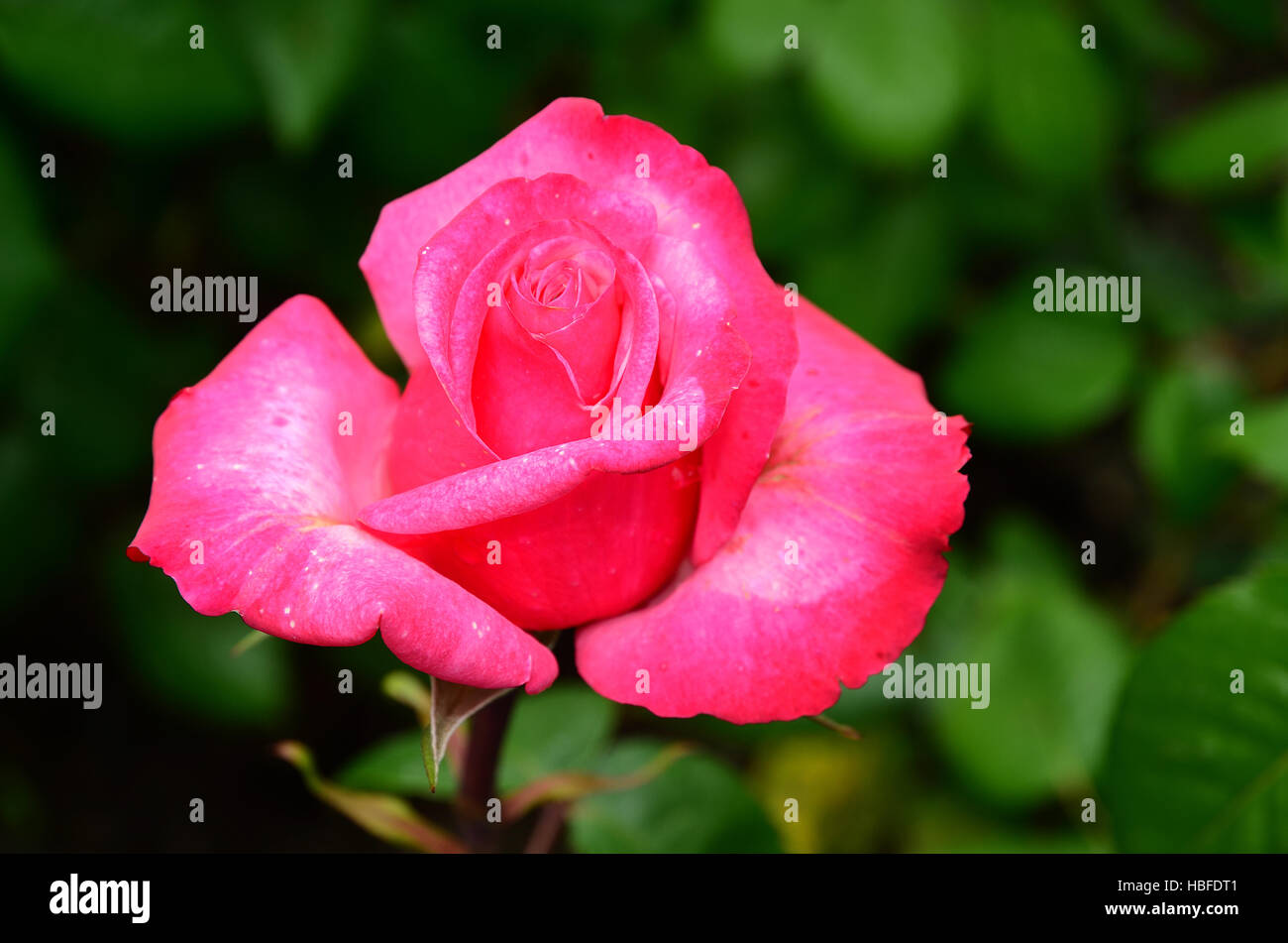 red rose, Rose, noble rose Stock Photo - Alamy