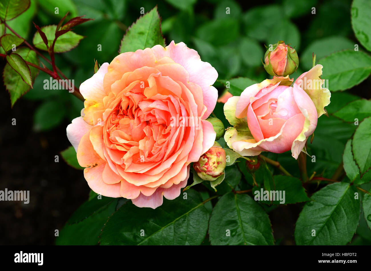 Floribunda, Rose, noble rose Stock Photo - Alamy