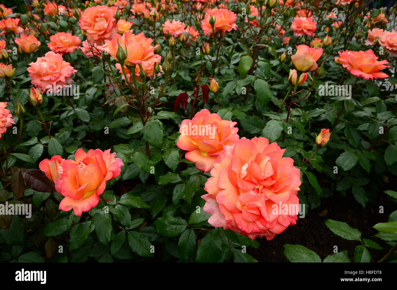 Light pink floribunda rose hi-res stock photography and images - Alamy