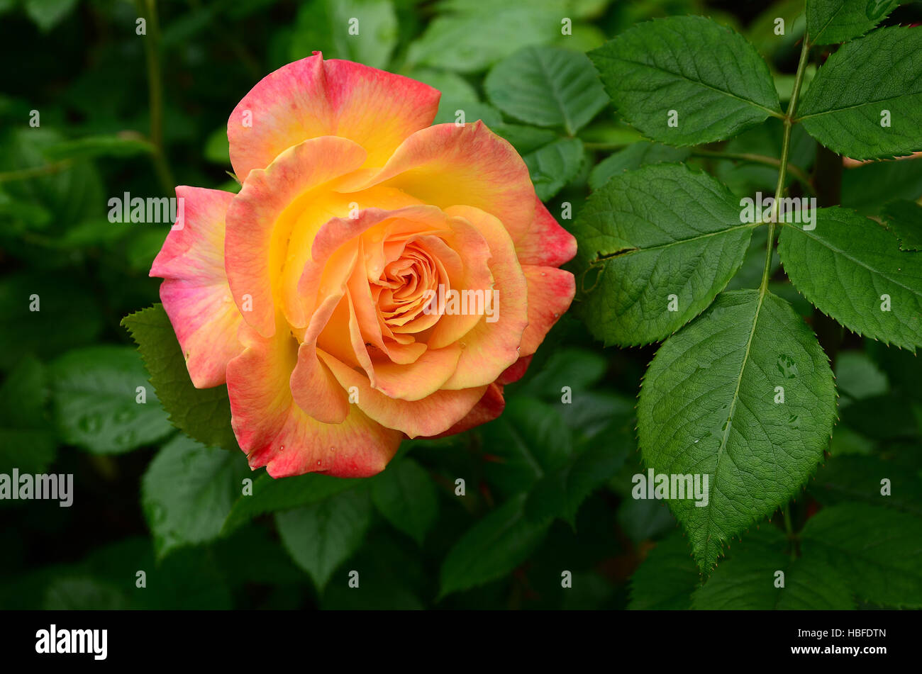 Floribunda, Rose, noble rose Stock Photo - Alamy