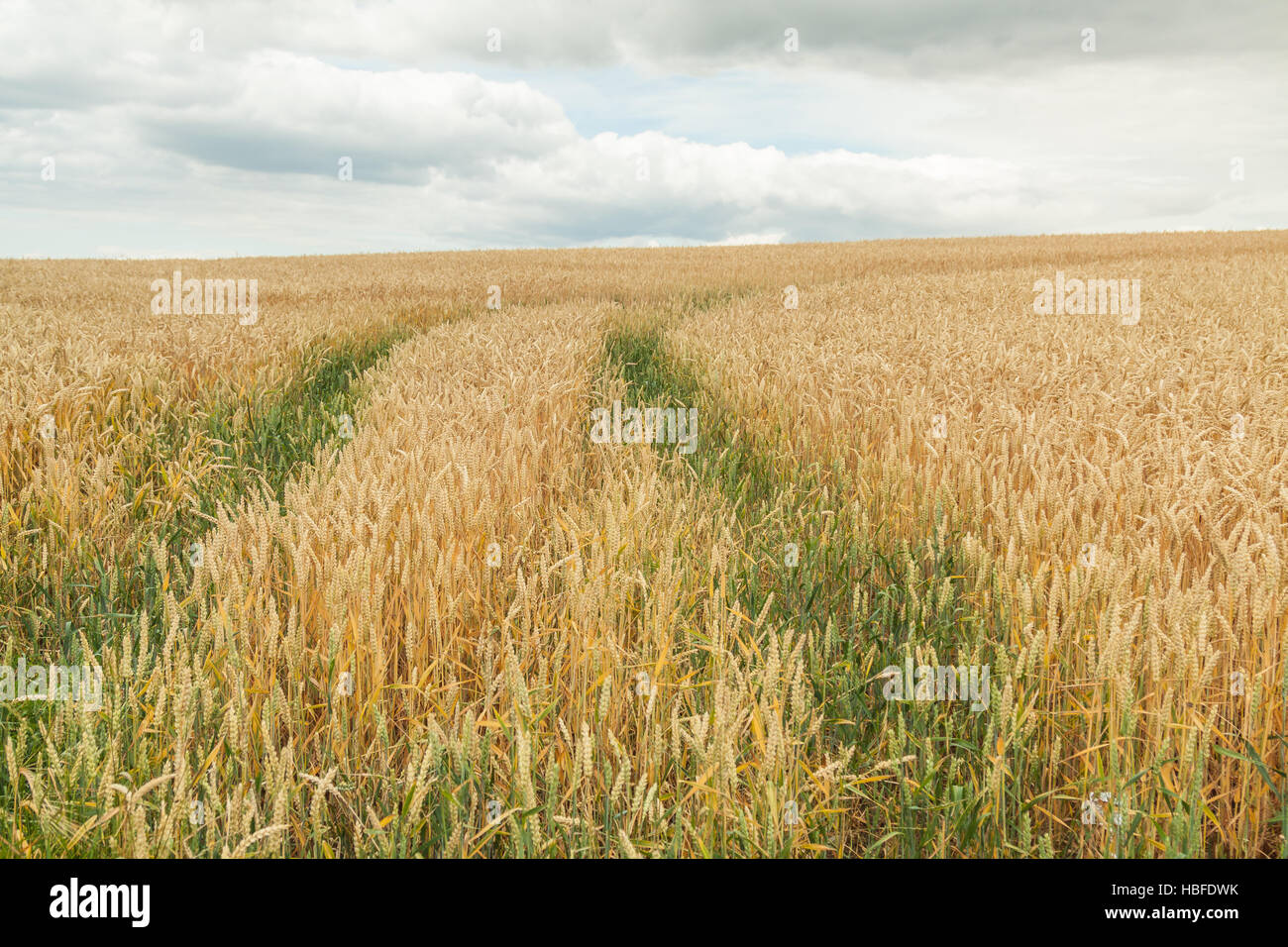 Sprouting wheat grass hi-res stock photography and images - Alamy