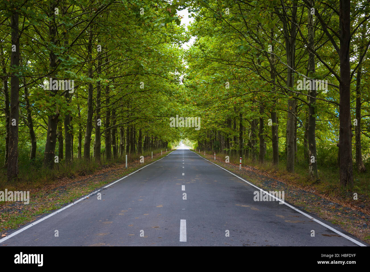 road in green forest Stock Photo - Alamy