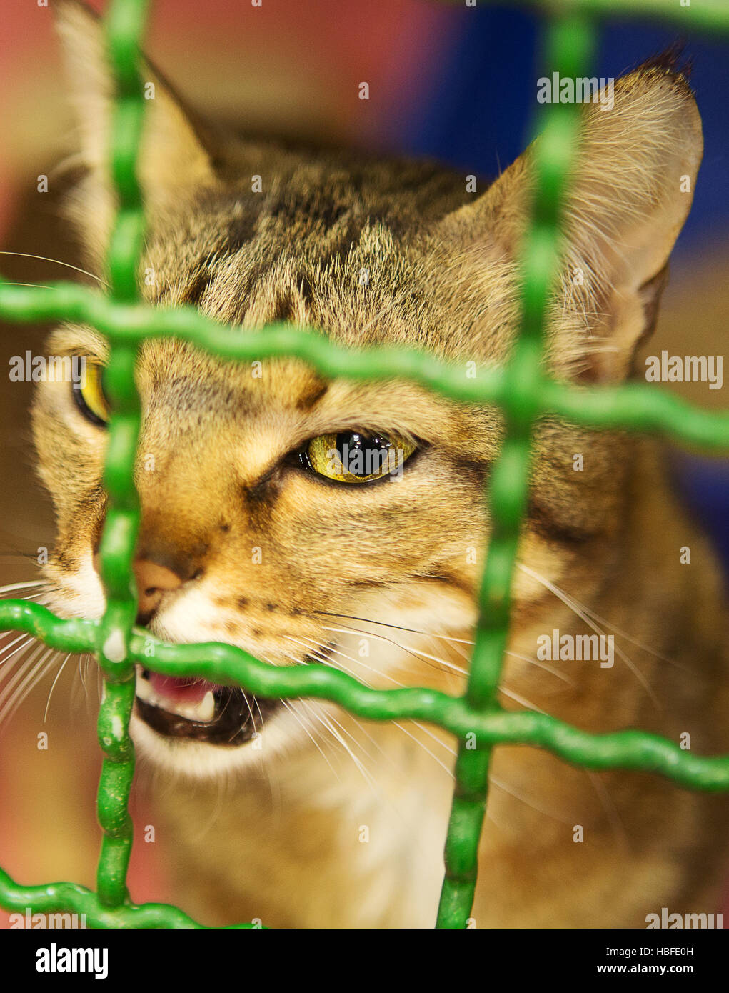 Cats in shelter hi-res stock photography and images - Alamy