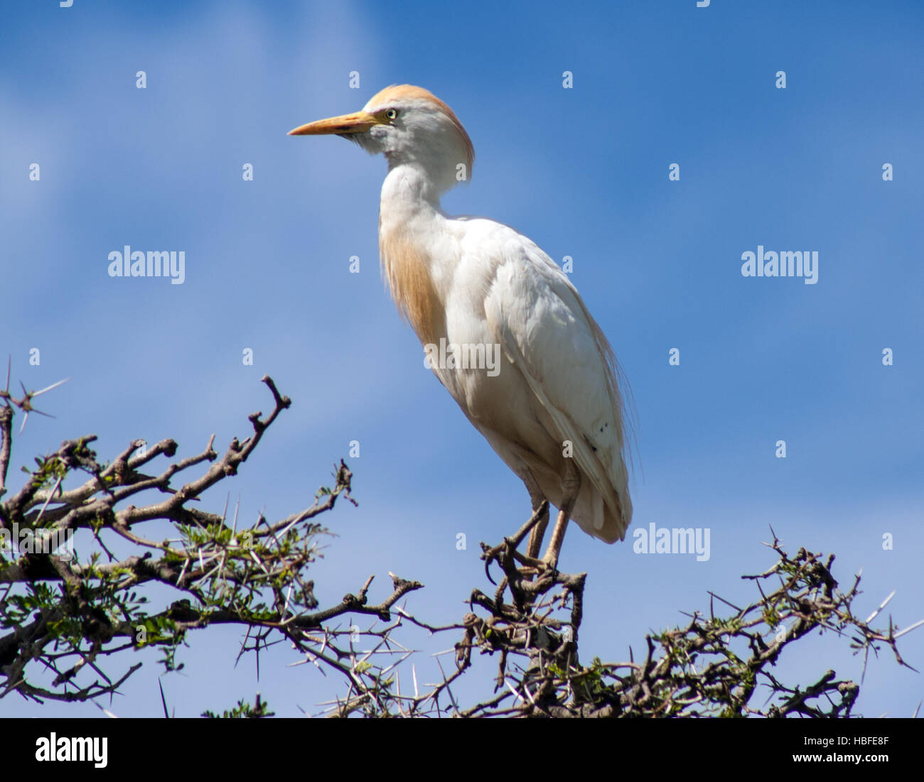 Cattle egret in a tree Stock Photo - Alamy