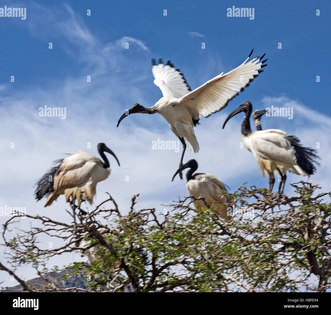 Sacred ibis' in a tree Stock Photo - Alamy