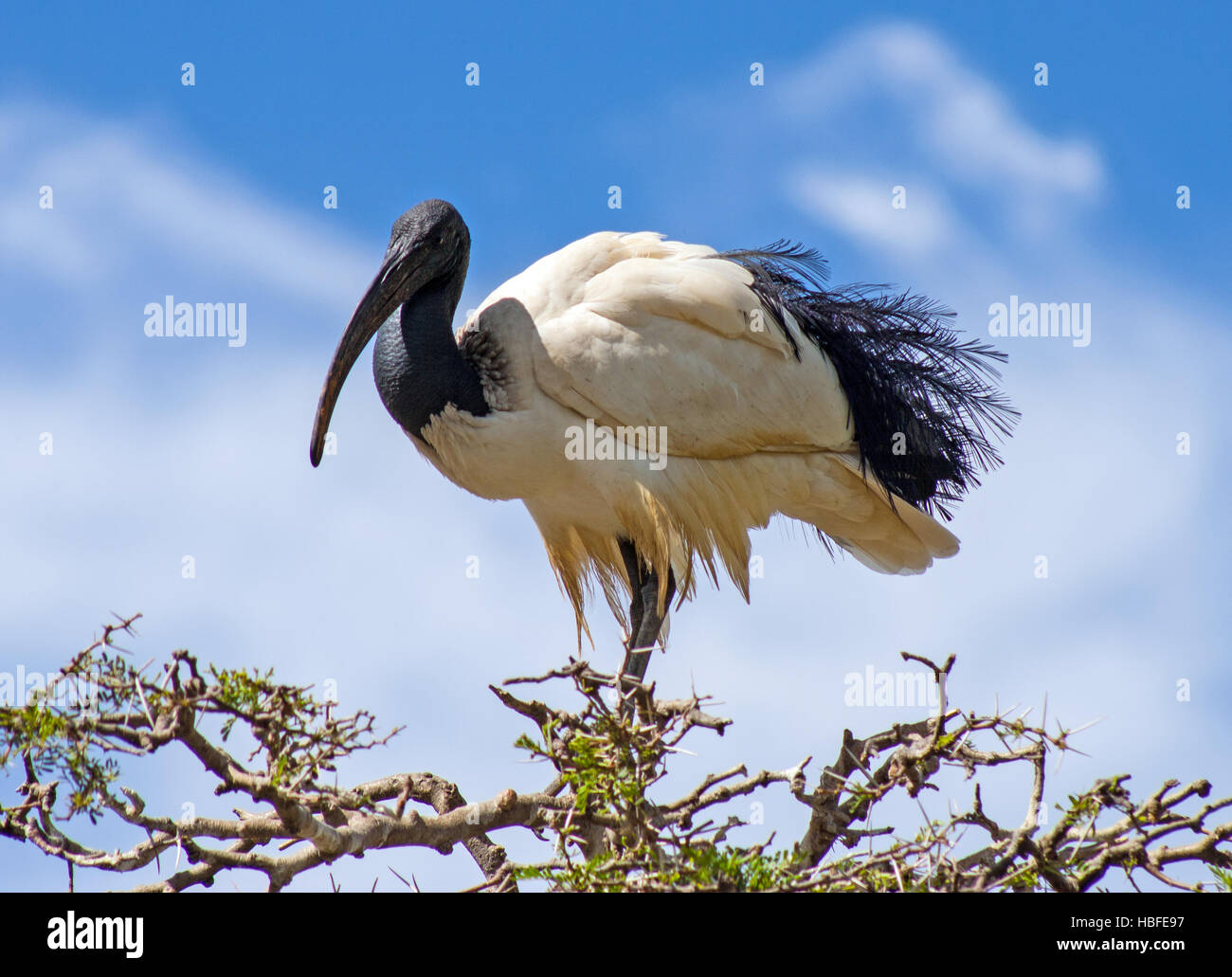 Sacred ibis in a tree Stock Photo - Alamy