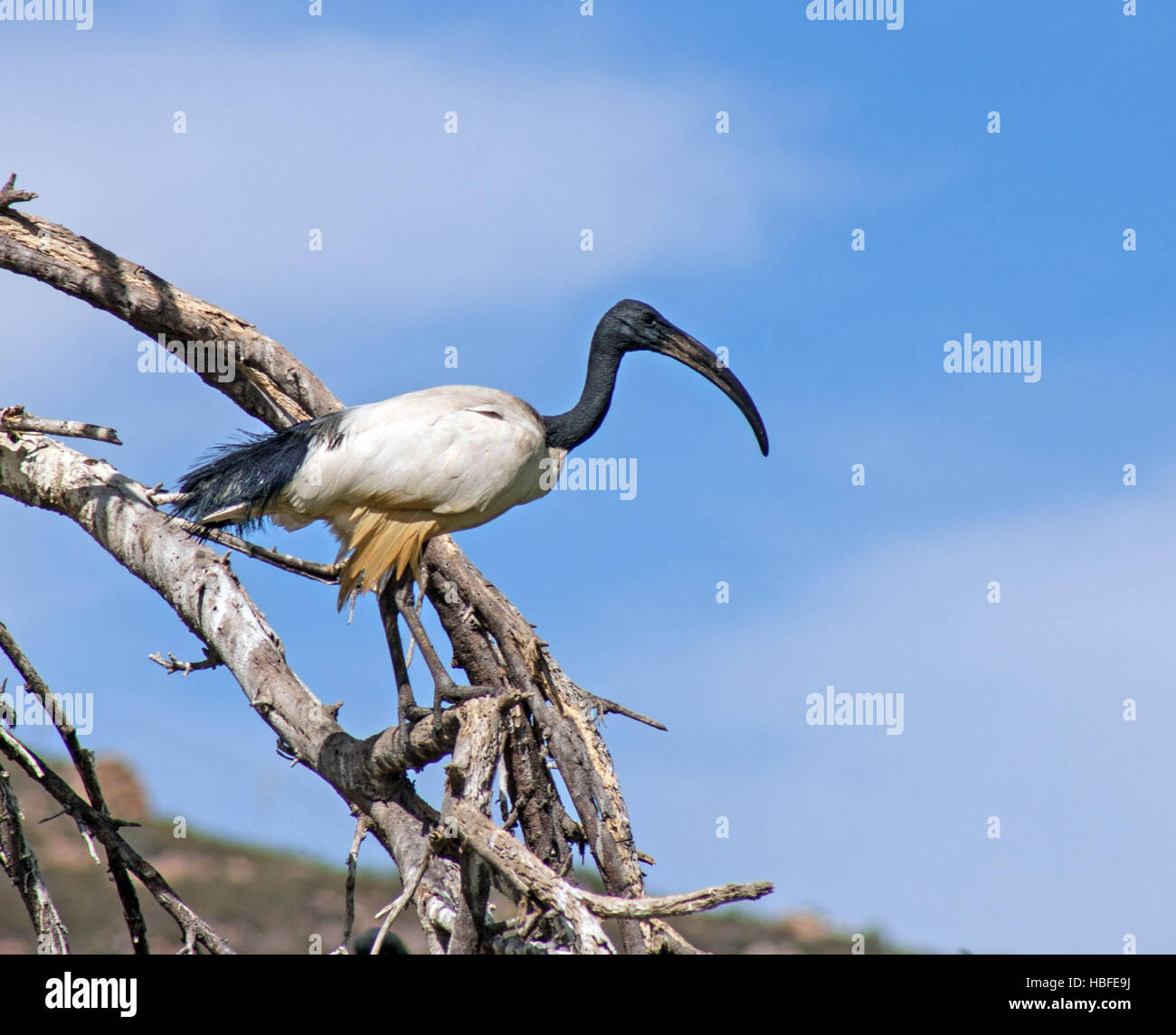 Ibis on tree hi-res stock photography and images - Alamy