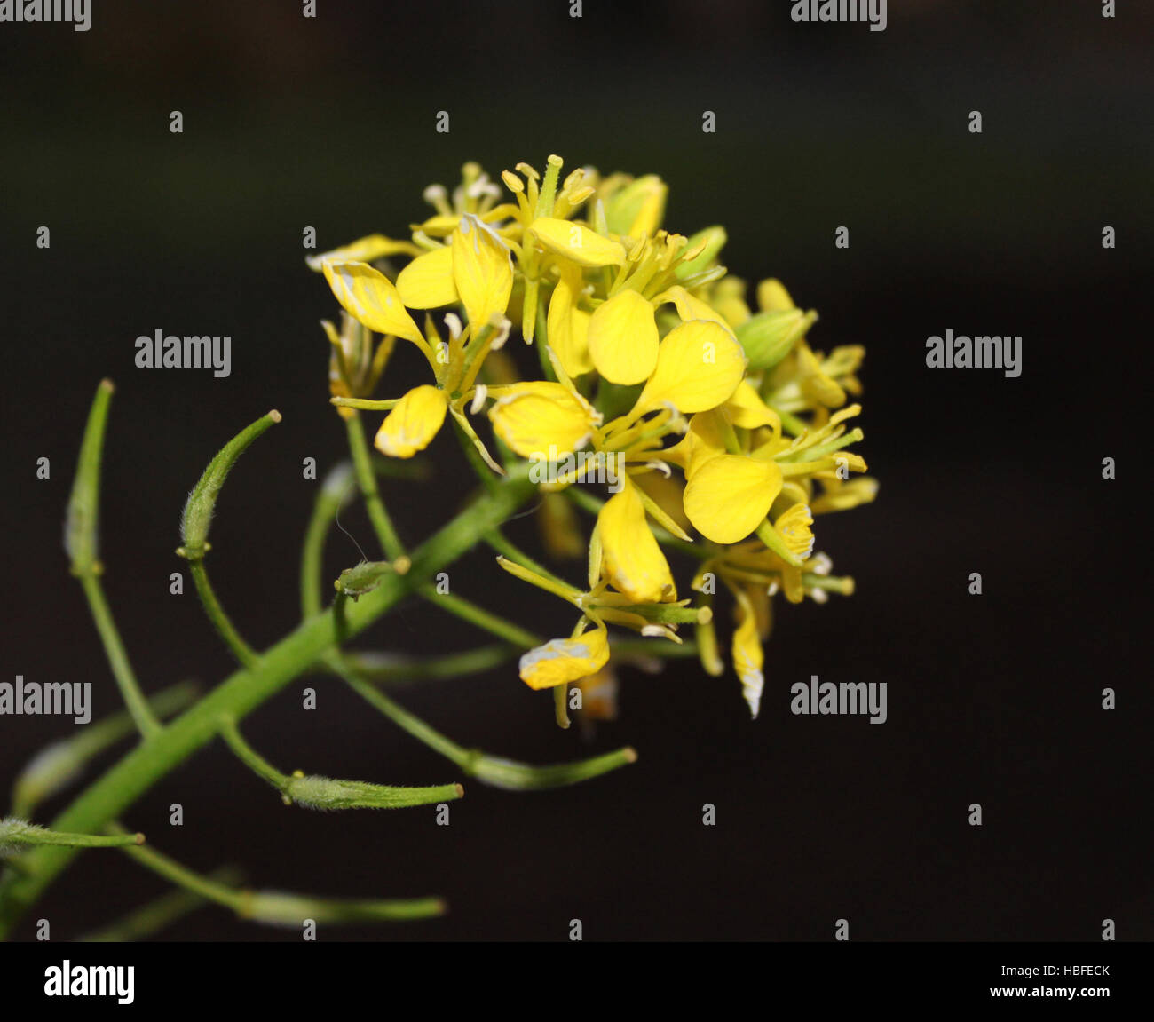 White mustard (Sinapis alba Stock Photo - Alamy