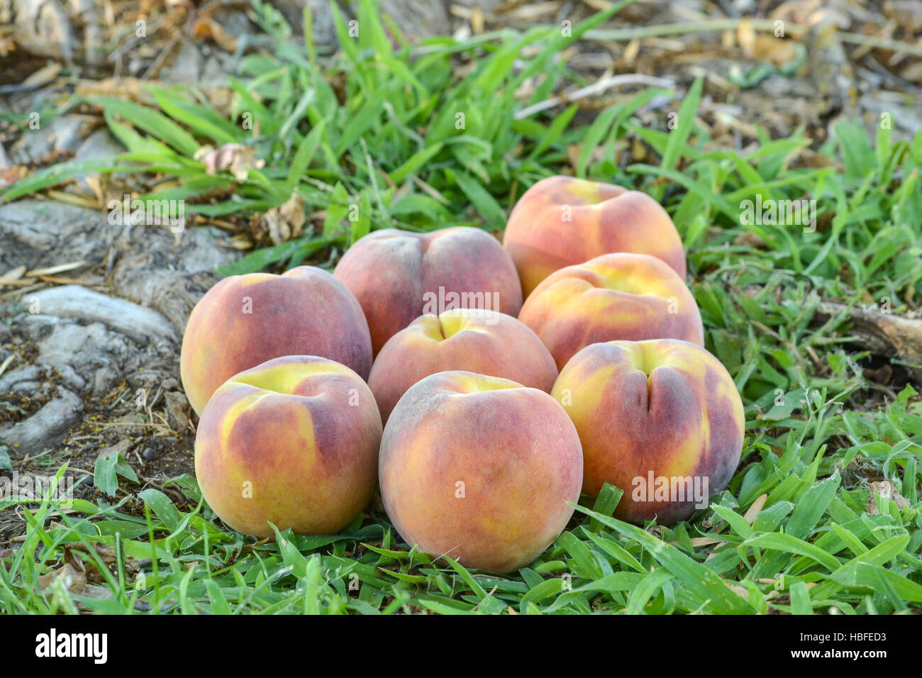 Yellow peach harvest Stock Photo - Alamy