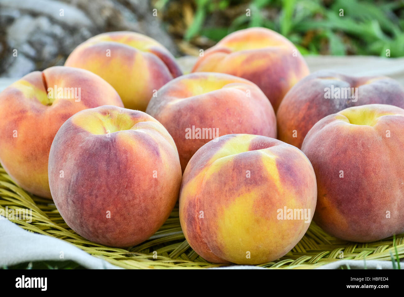 Yellow peach harvest Stock Photo - Alamy