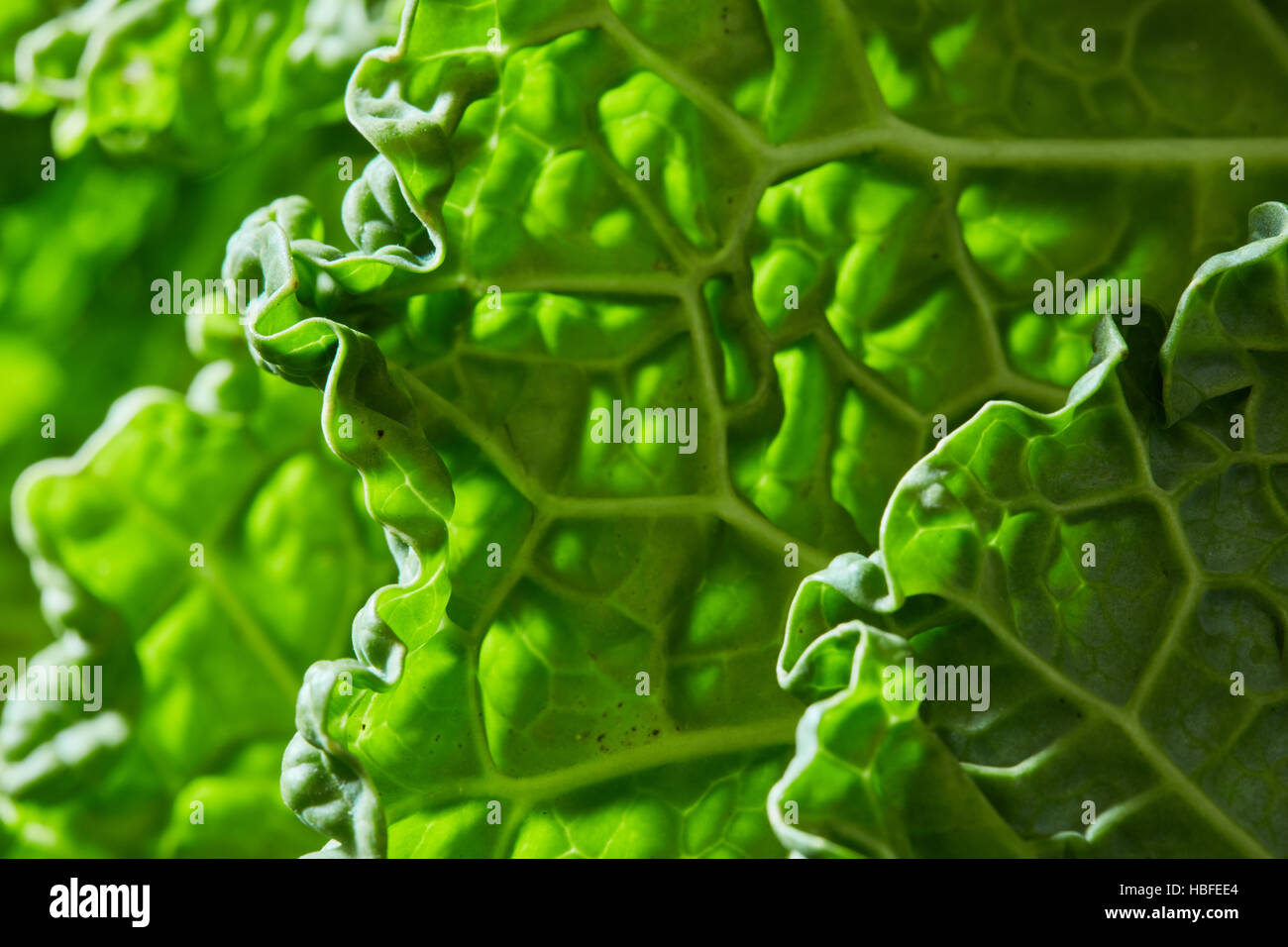 Savoy cabbage texture Stock Photo - Alamy