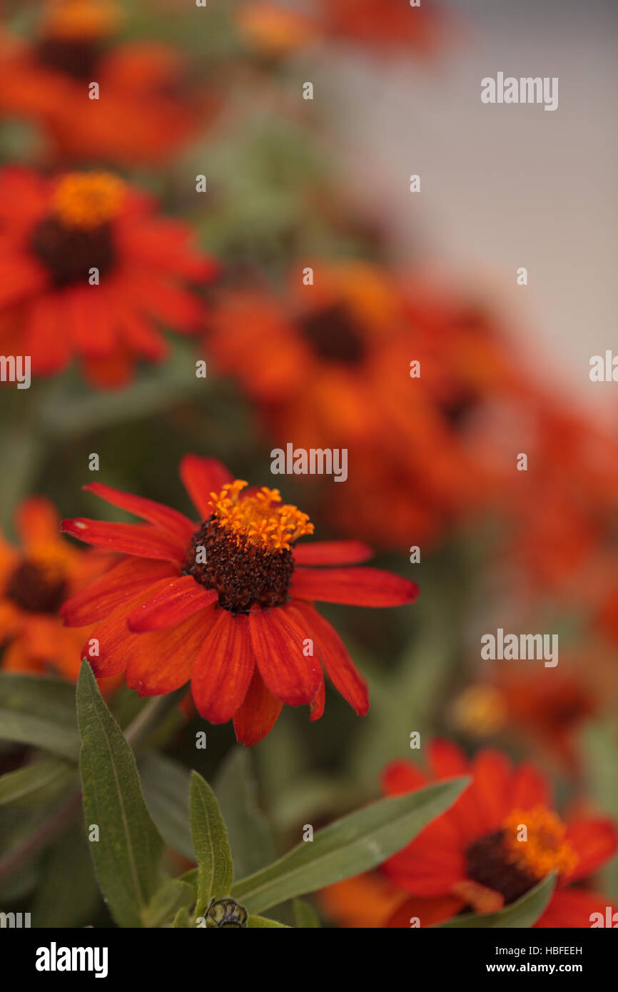 Red orange cosmos daisy Stock Photo - Alamy