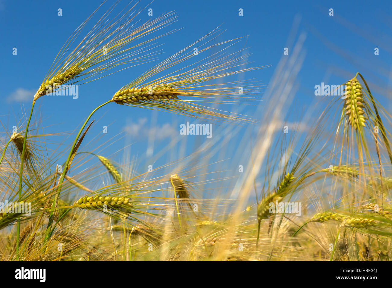 Field with harvest rye Stock Photo - Alamy
