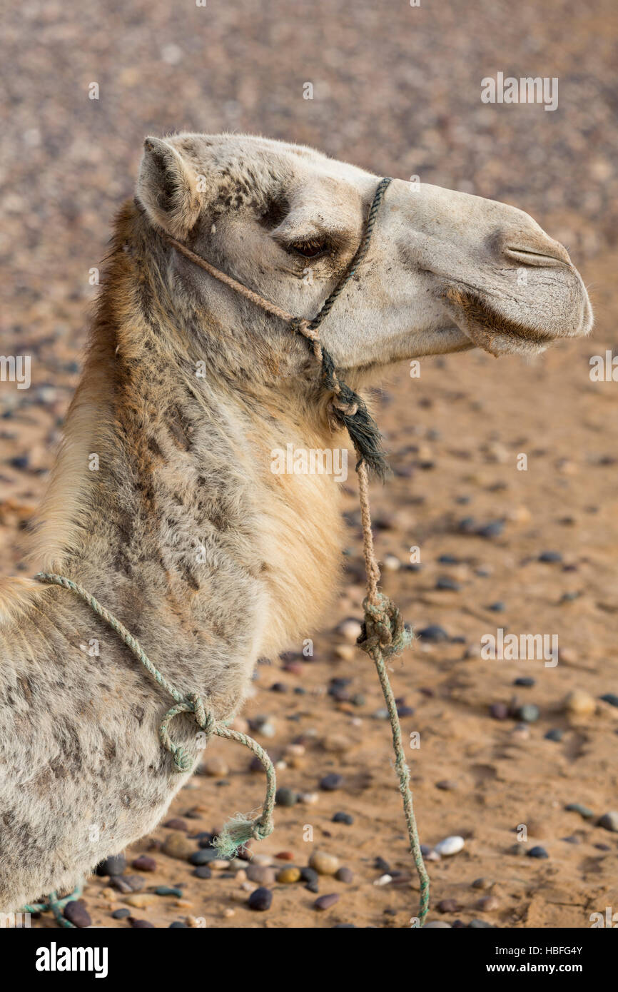 Camel on the beach in Morocco Stock Photo - Alamy