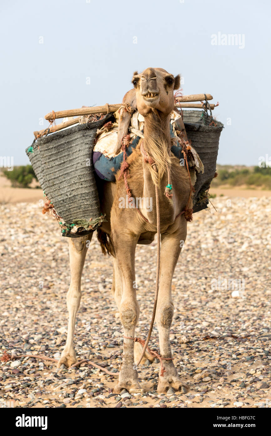 Camel on beach camel beach hi-res stock photography and images - Alamy
