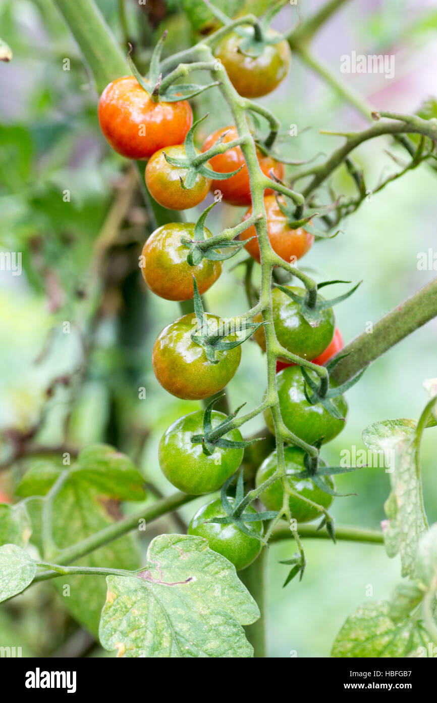 Beautiful shiny graduation colored cherry tomatoes on the farm Stock ...
