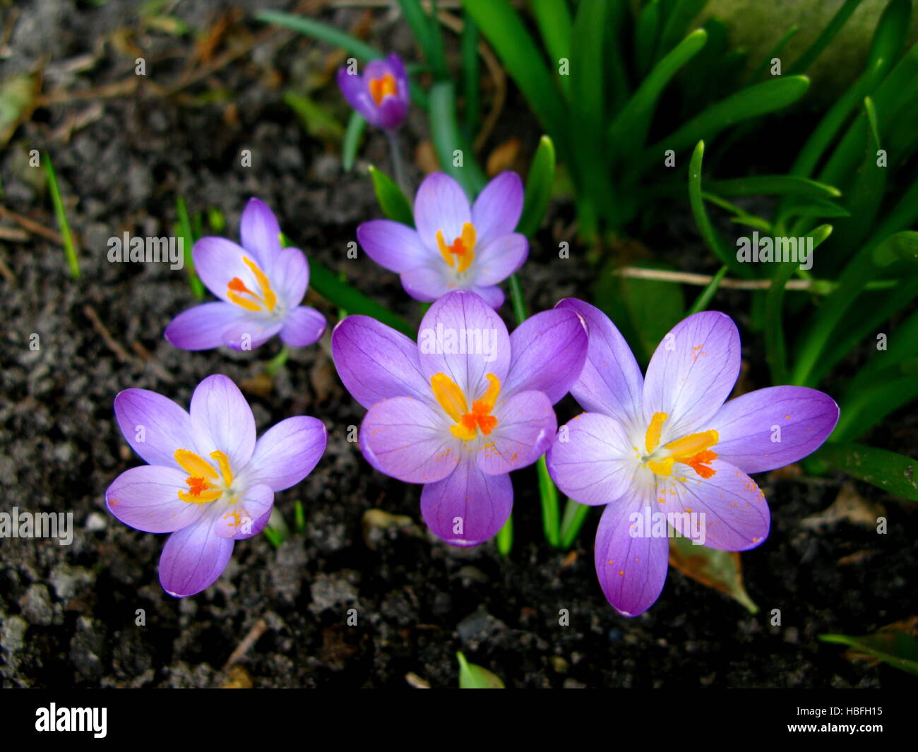 Beautiful flower hi-res stock photography and images - Alamy
