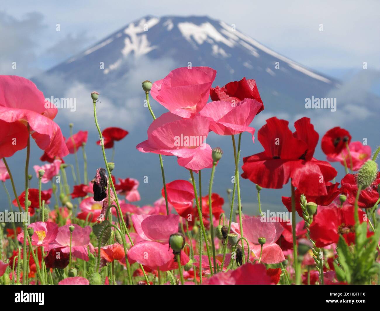 Must see iran nature hi-res stock photography and images - Alamy