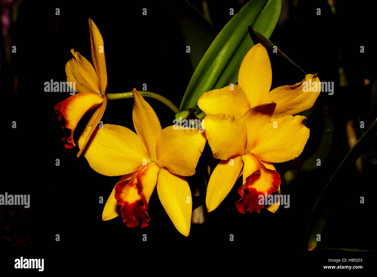 Golden orchid hi-res stock photography and images - Alamy