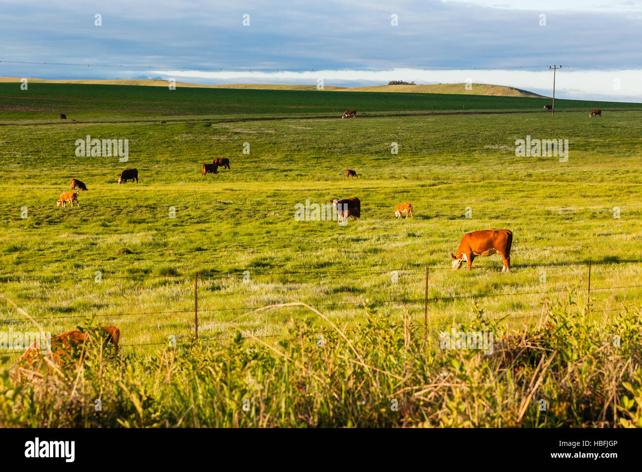 Cattle animals farming scenic rural landscape Stock Photo - Alamy