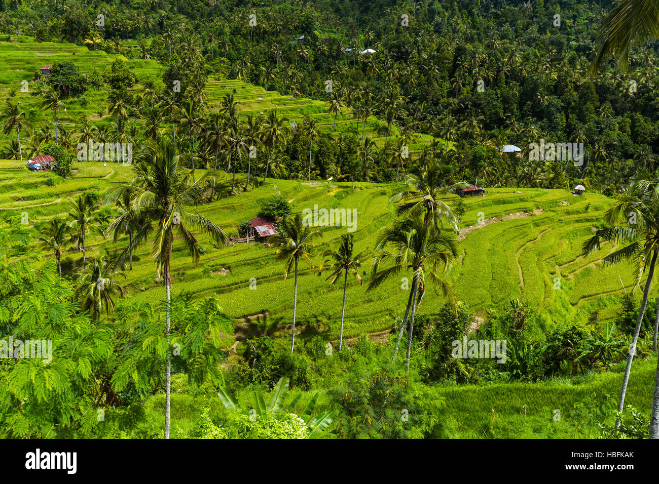 Rice fields - Bali island Indonesia Stock Photo - Alamy
